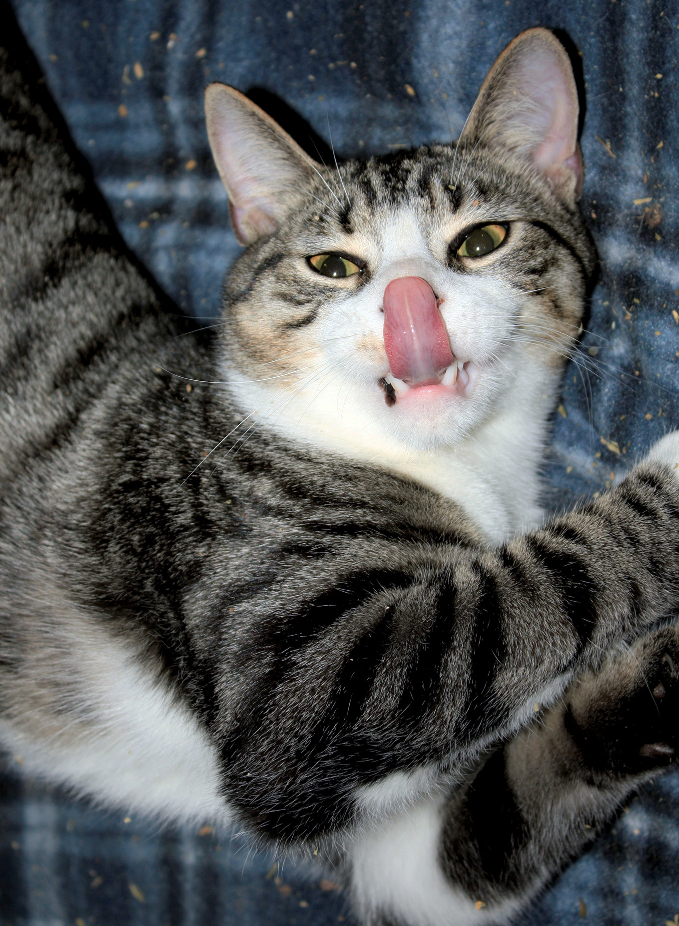 About this Cat: Gamba – a Mushroom cat – The Feline Connection