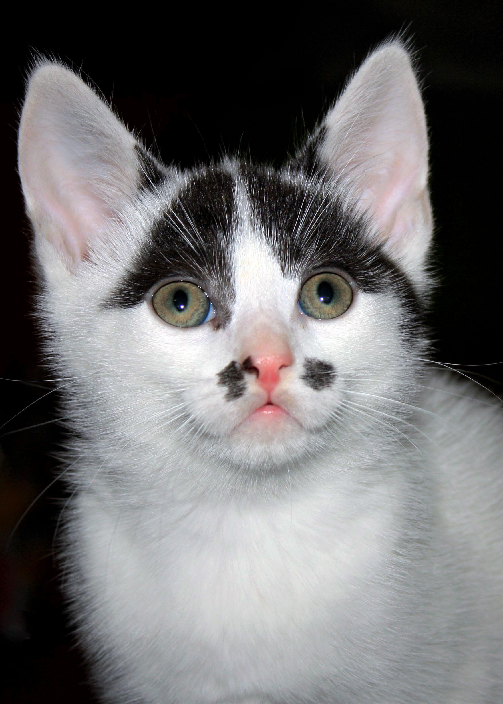 About this Cat: King Trumpet – a Mushroom kitten — ADOPTED – The Feline ...