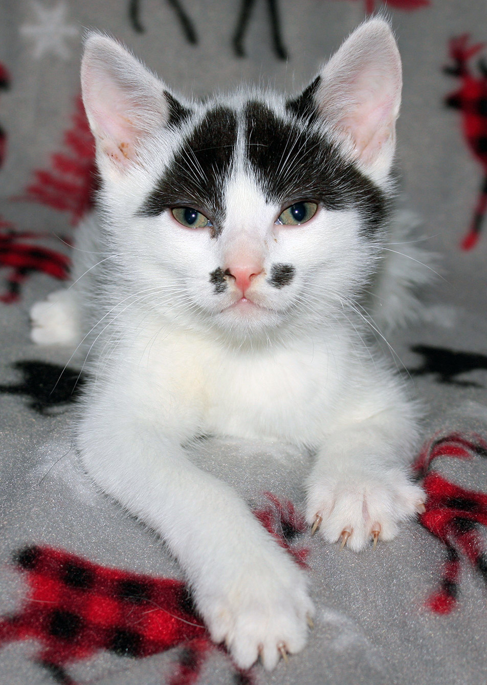 About this Cat: King Trumpet – a Mushroom kitten — ADOPTED – The Feline ...