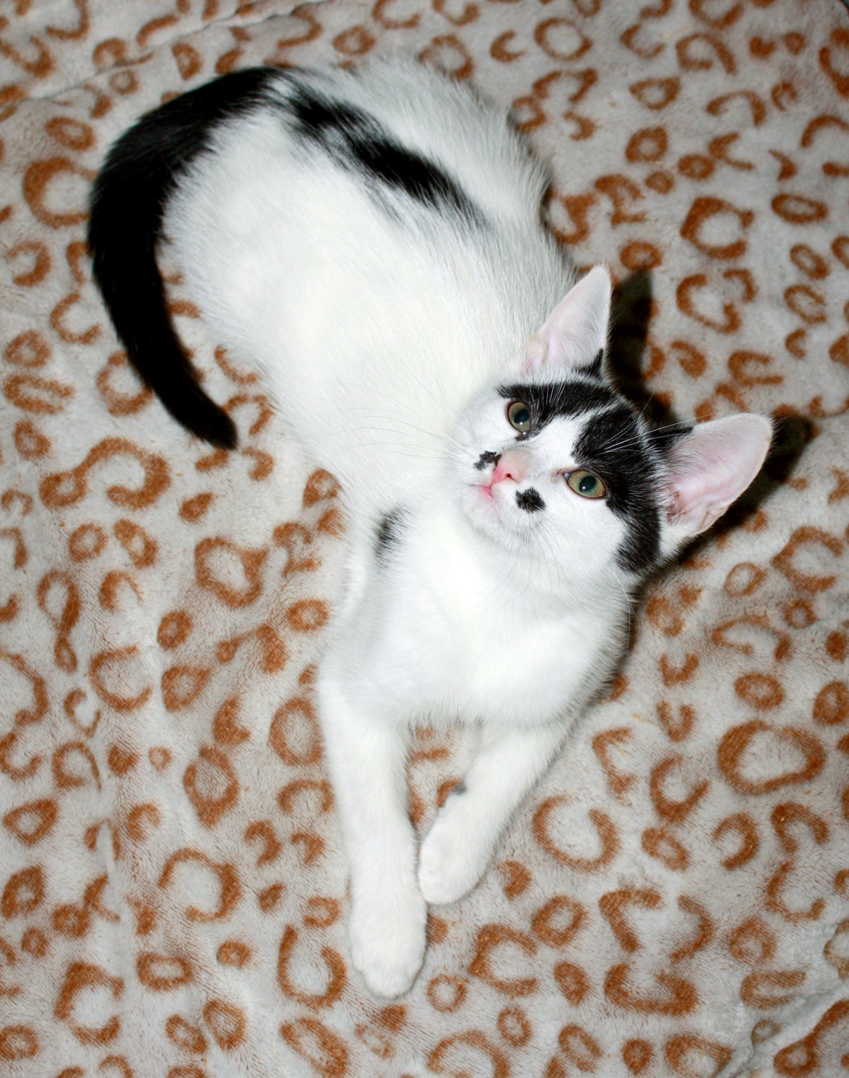 About this Cat: King Trumpet – a Mushroom kitten — ADOPTED – The Feline ...
