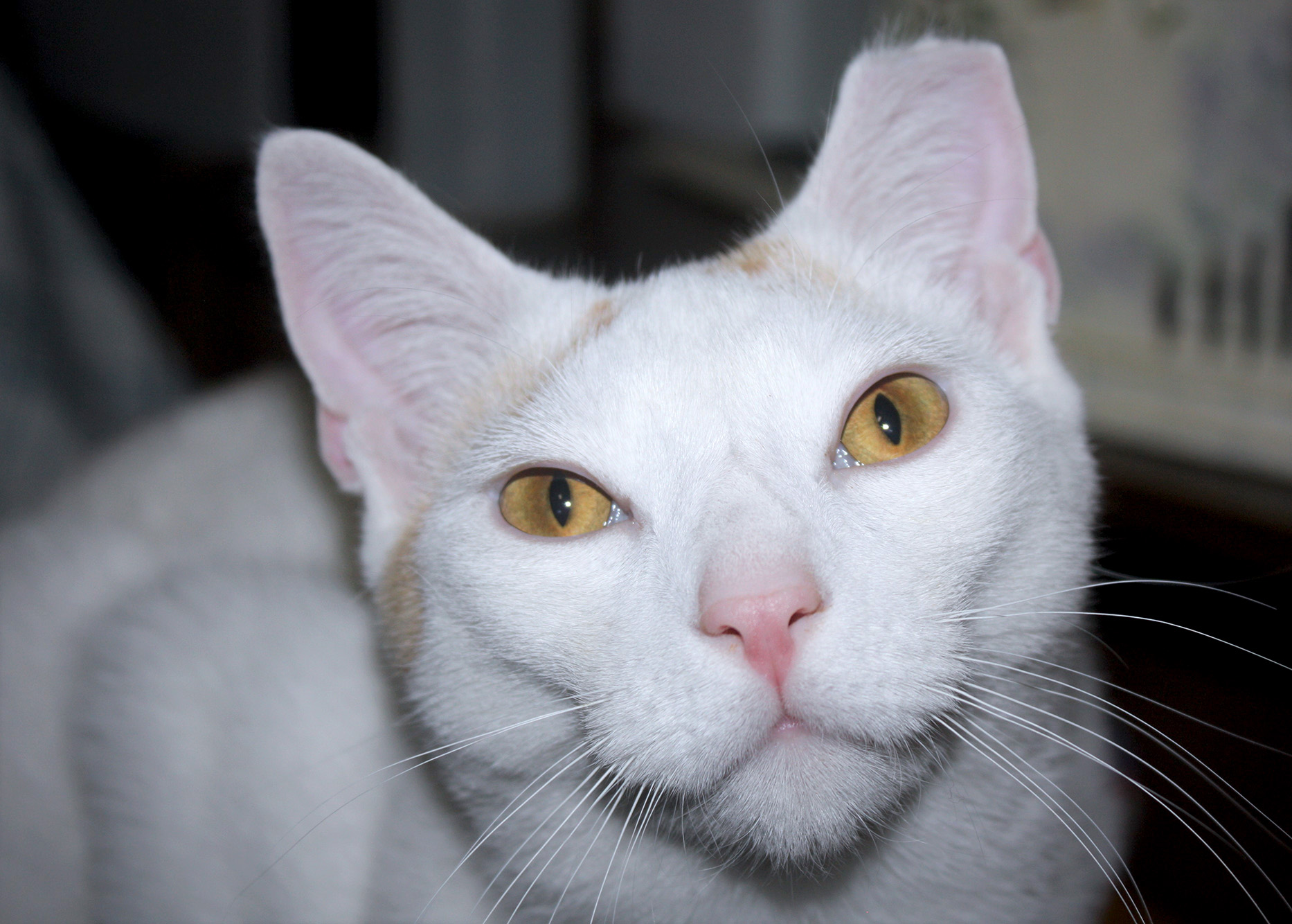 About this Cat: Scooter – a Muppets cat — ADOPTED – The Feline Connection