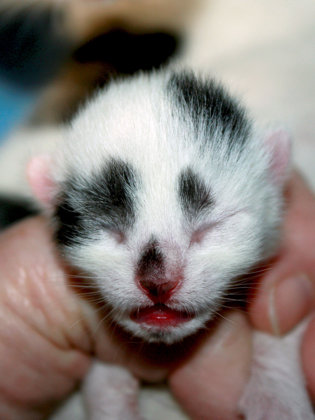 About this Cat: Shimeji – a Mushroom cat — ADOPTED – The Feline Connection