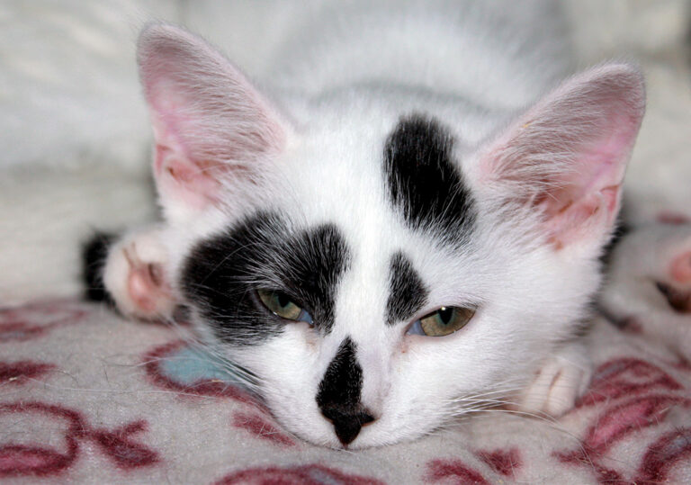 About this Cat: Shimeji – a Mushroom cat — ADOPTED – The Feline Connection