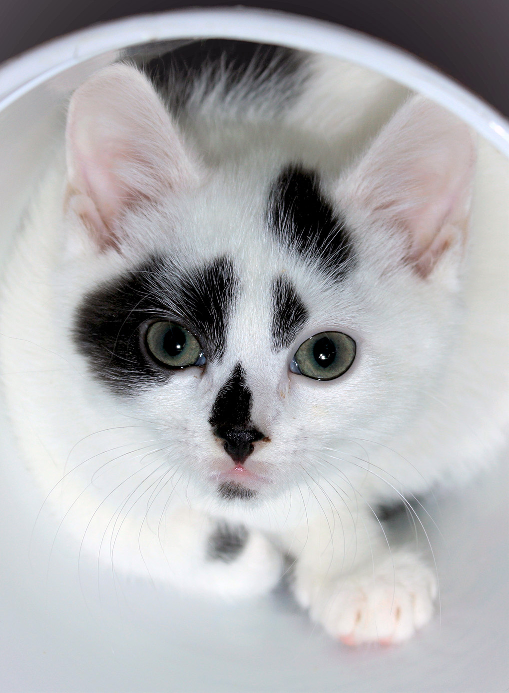 About this Cat: Shimeji – a Mushroom cat — ADOPTED – The Feline Connection