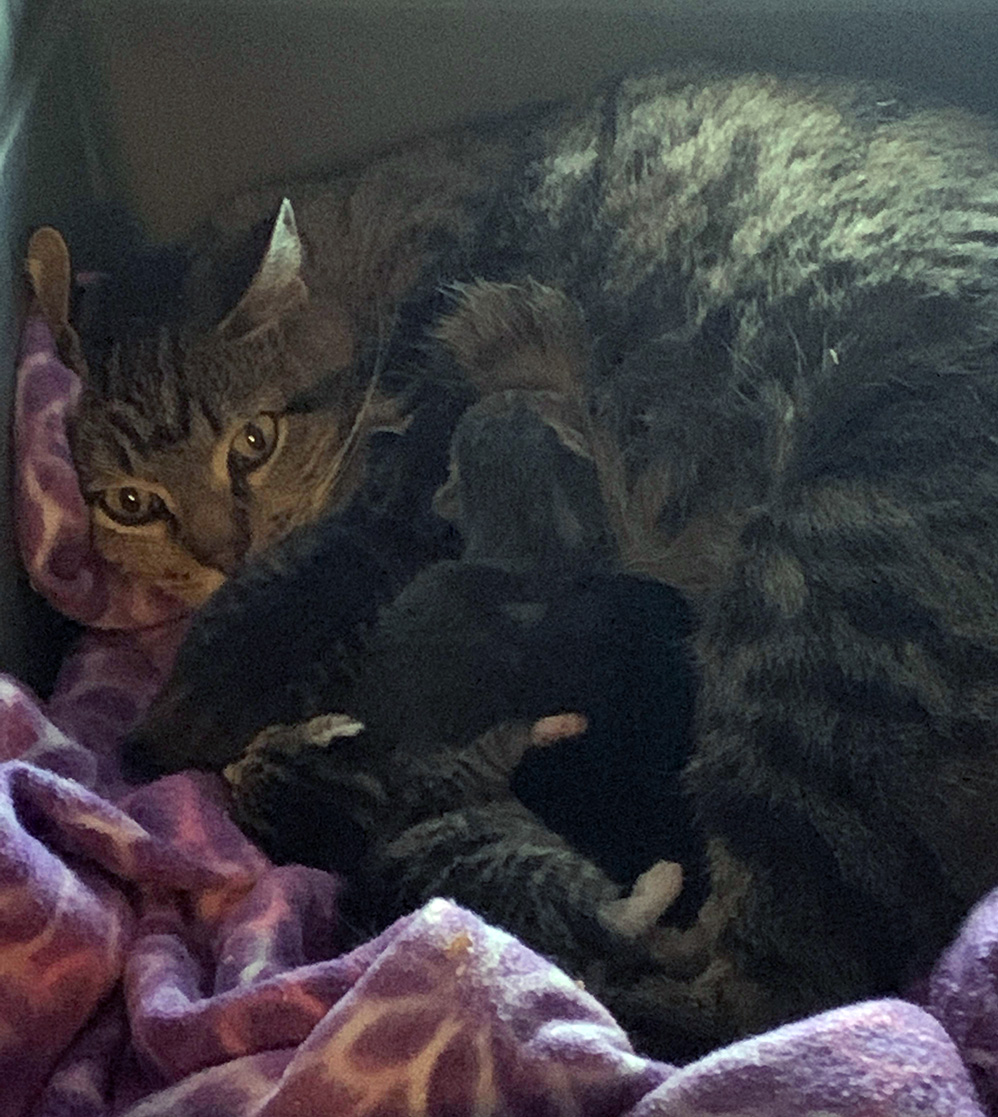 About this Cat: VectRa – a Tech Barn cat — ADOPTED – The Feline Connection