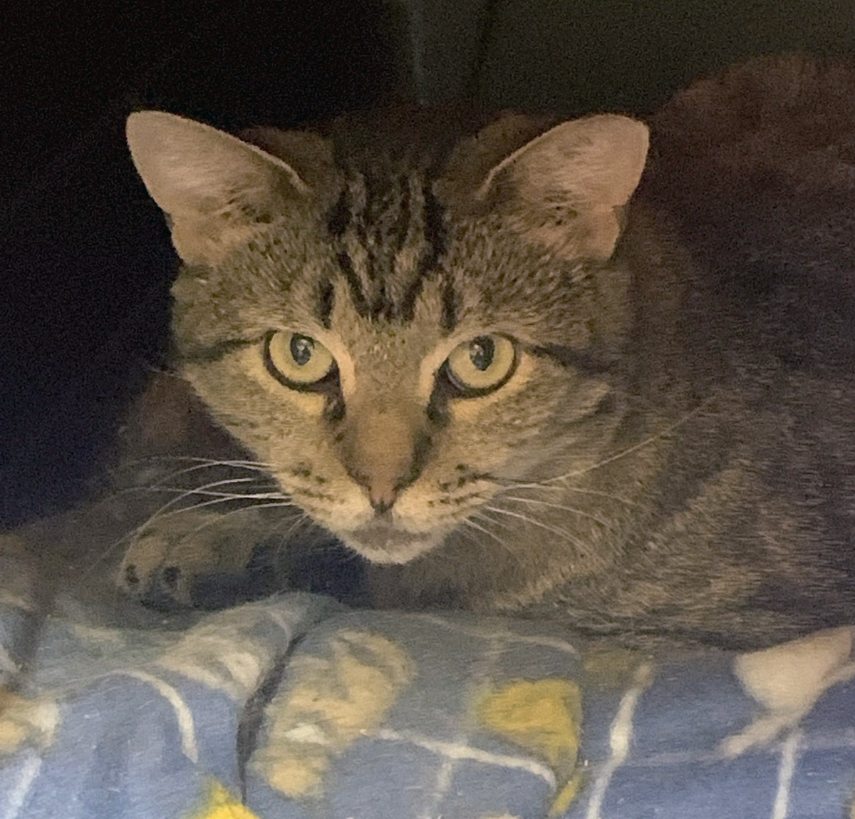 About this Cat: VectRa – a Tech Barn cat — ADOPTED – The Feline Connection