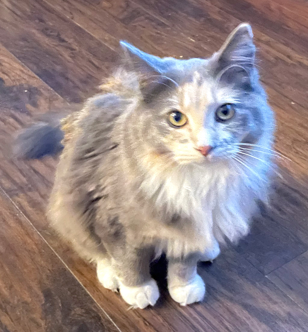 About this Cat: Amy Pond – The Dr. Who Floof Kittens — ADOPTED – The ...