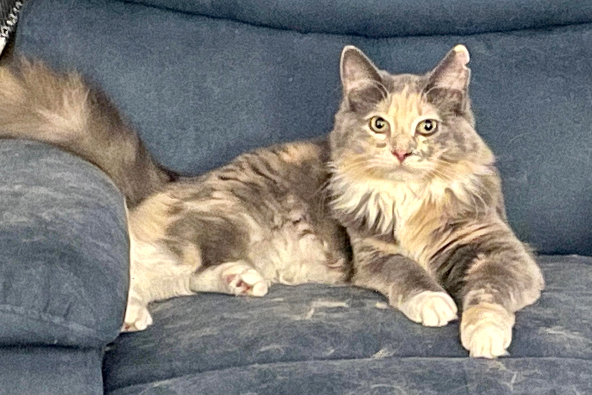 About this Cat: Amy Pond – The Dr. Who Floof Kittens — ADOPTED – The ...