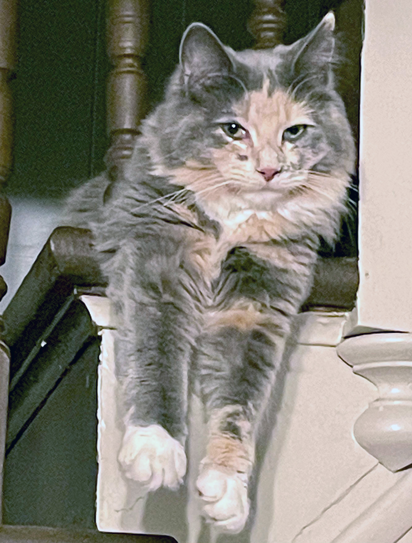 About this Cat: Amy Pond – The Dr. Who Floof Kittens — ADOPTED – The ...