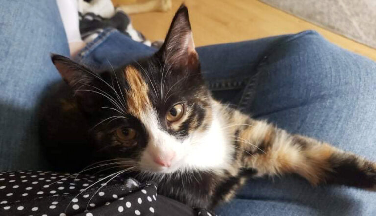 About this cat: Bean — ADOPTED – The Feline Connection