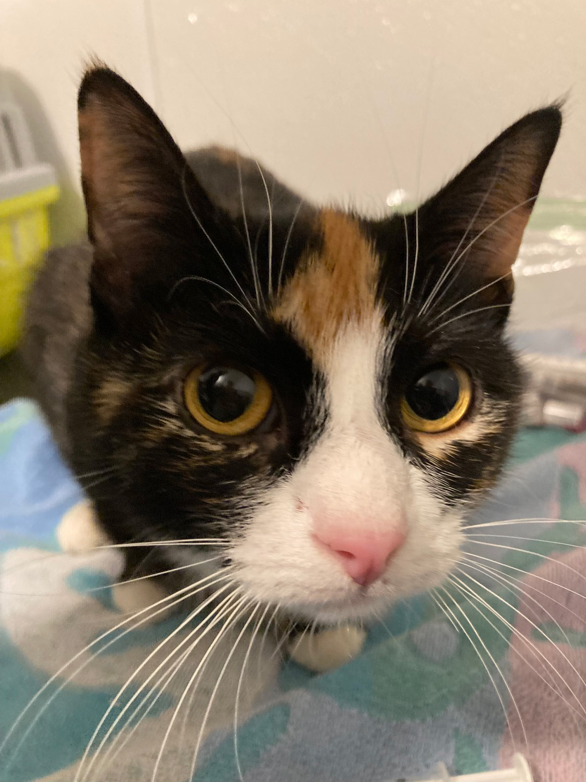About this cat: Bean — ADOPTED – The Feline Connection