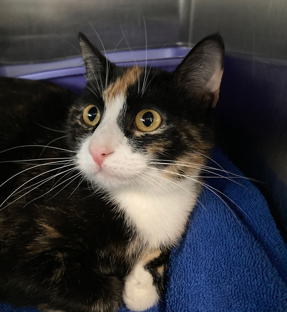 About this cat: Bean — ADOPTED – The Feline Connection