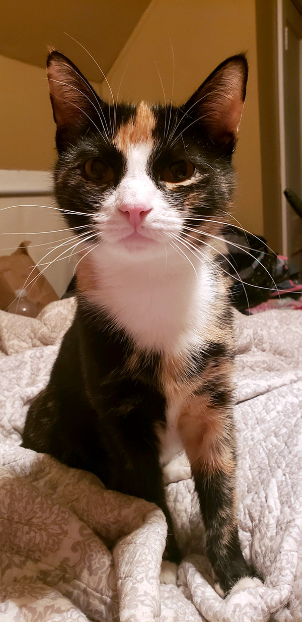 About this cat: Bean — ADOPTED – The Feline Connection