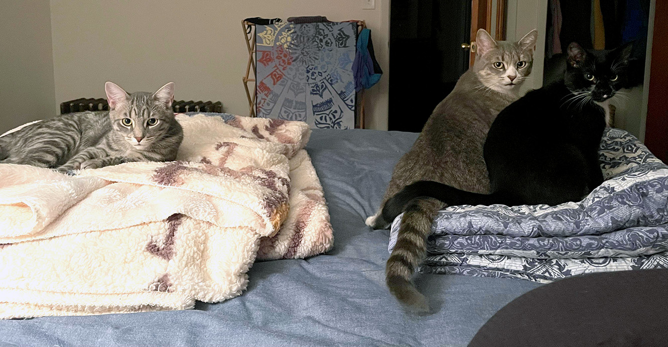 About this Cat: Brie – A Cheese Cat – ADOPTED – The Feline Connection