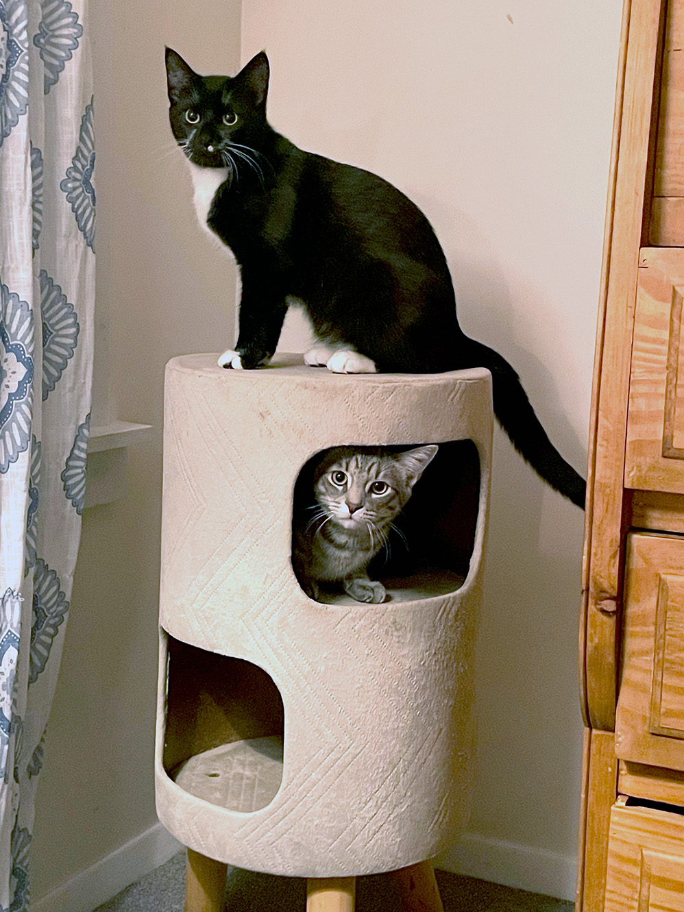 About this Cat: Bleu Cheese – a Cheeses kitten – ADOPTED – The Feline ...