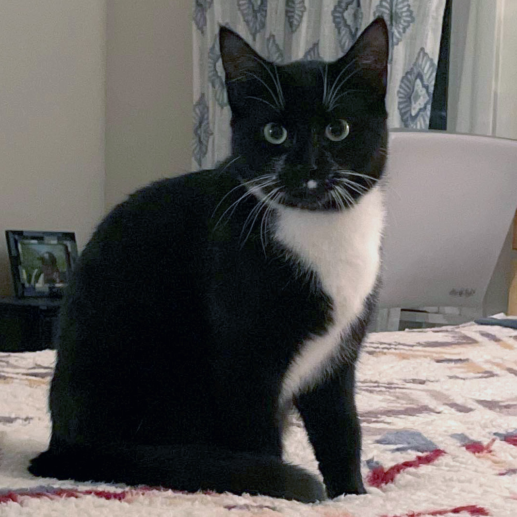 About this Cat: Bleu Cheese – a Cheeses kitten – ADOPTED – The Feline ...