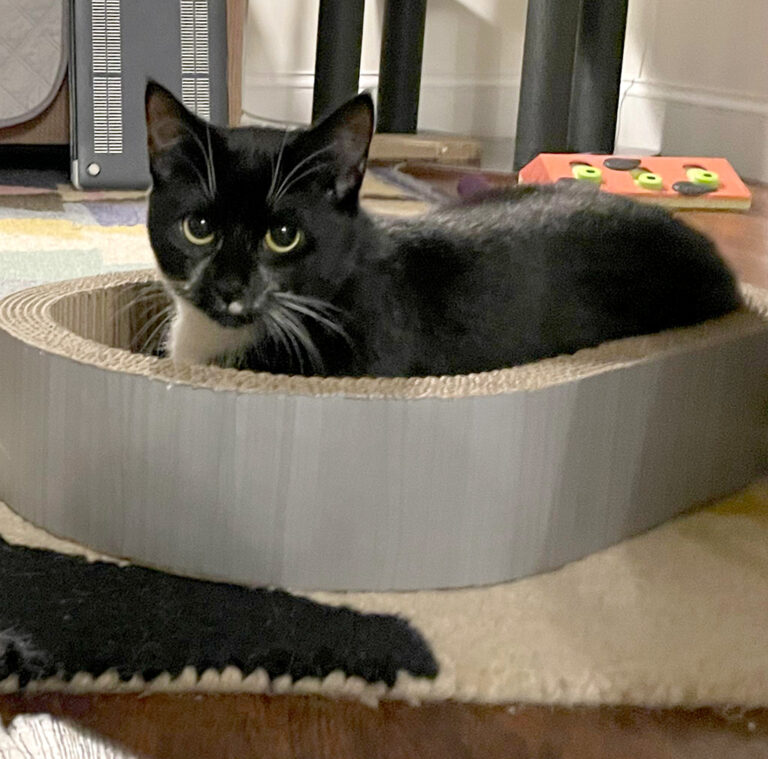 About this Cat: Bleu Cheese – a Cheeses kitten – ADOPTED – The Feline ...