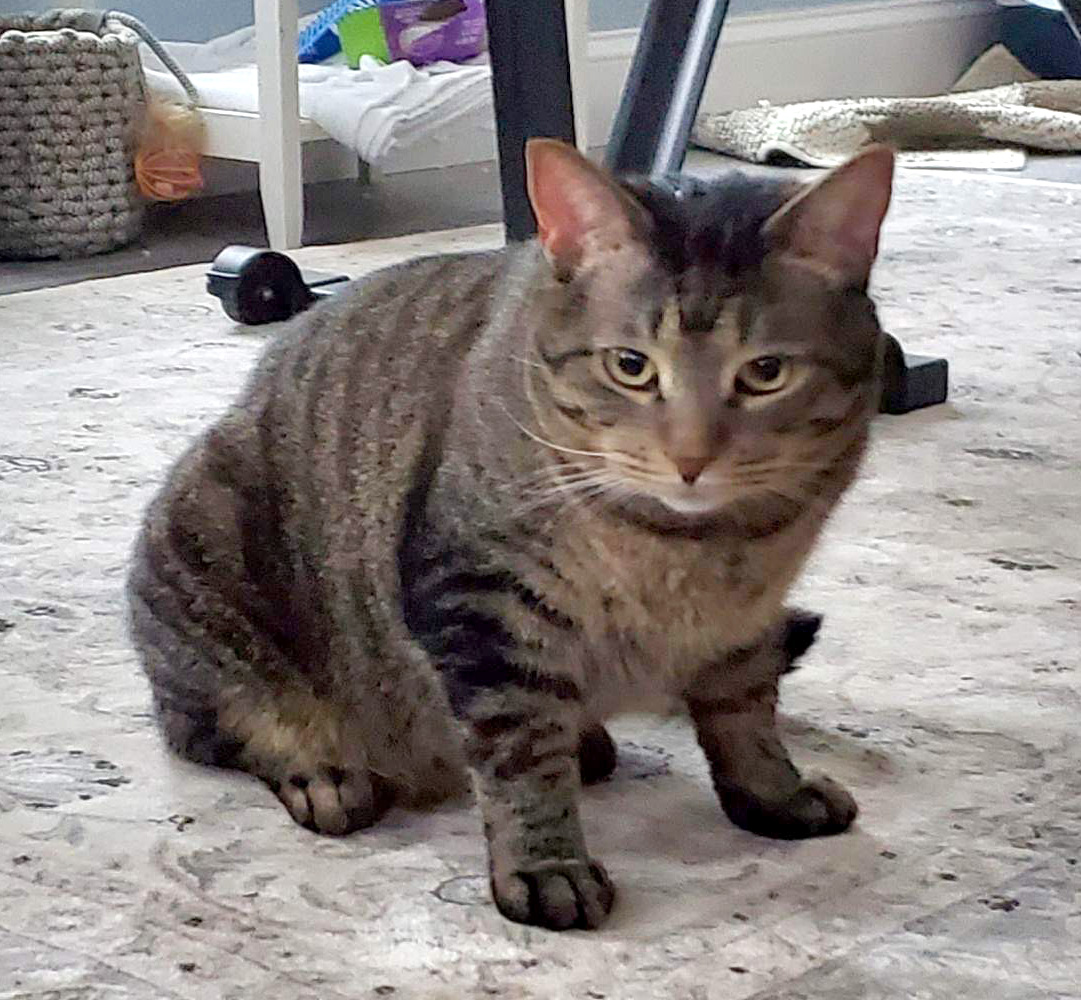 About these Cats: Ash and Caesar — ADOPTED – The Feline Connection