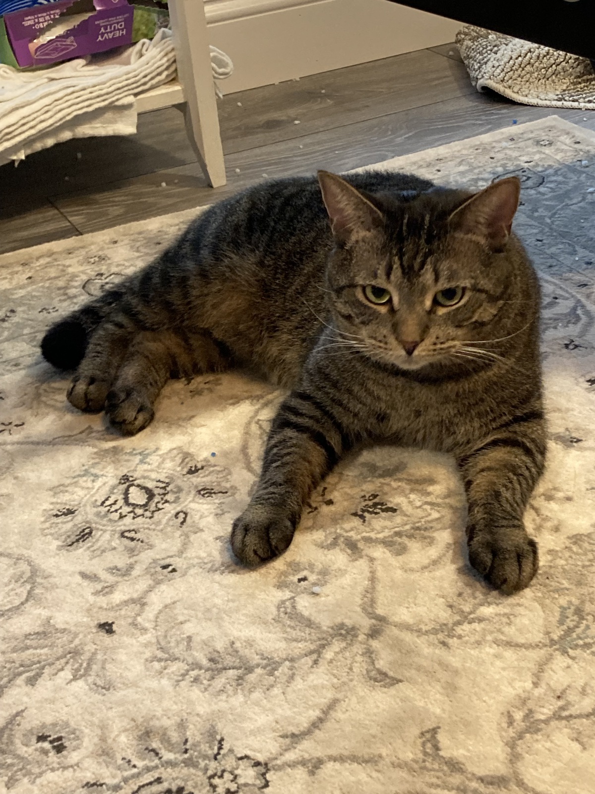 About these Cats: Ash and Caesar — ADOPTED – The Feline Connection