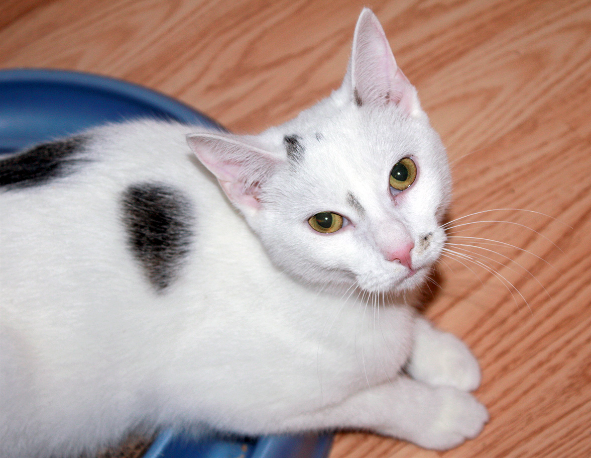About this Cat: Cauliflower – a Mushroom cat – The Feline Connection