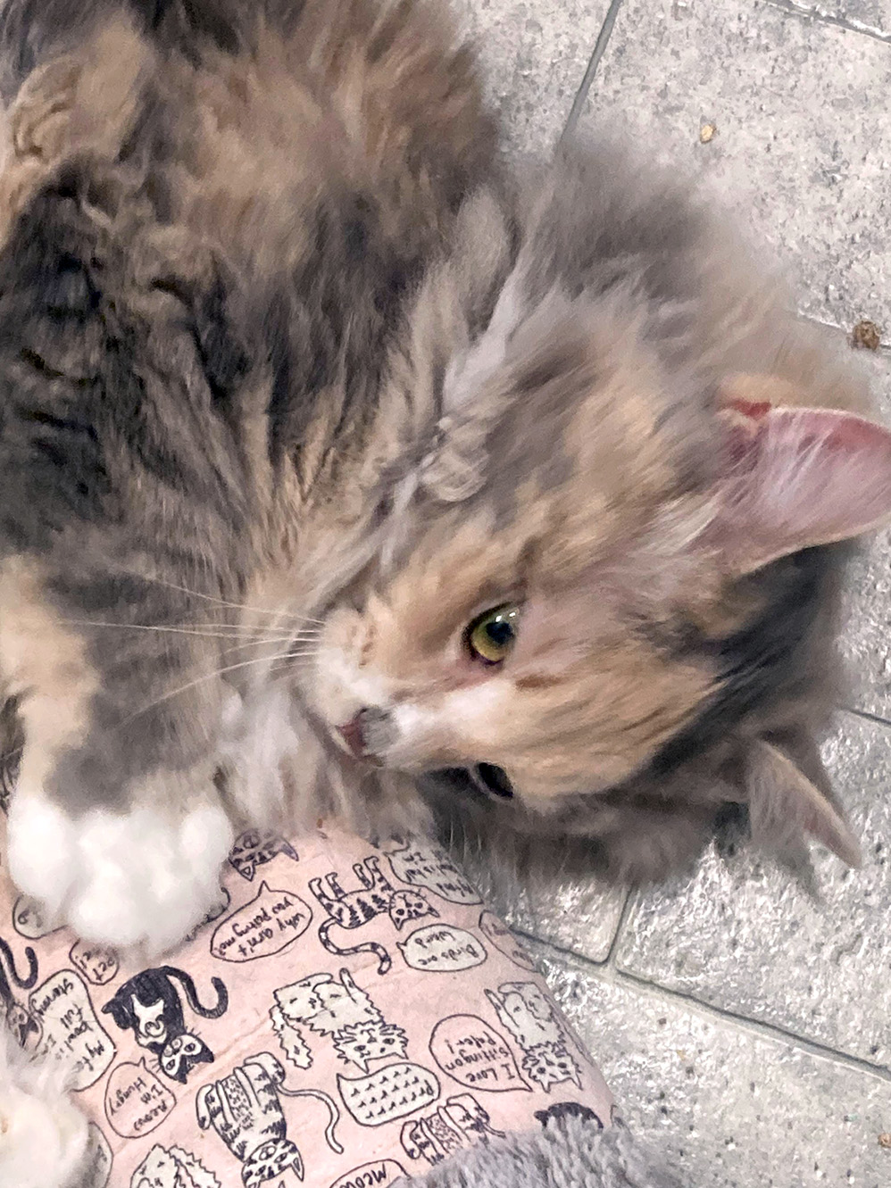 About this Cat: Elsa — ADOPTED – The Feline Connection