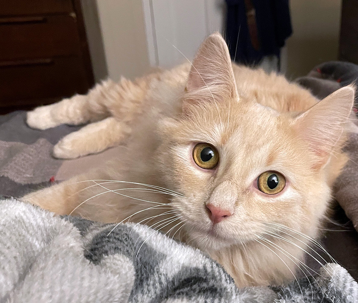 About this Cat: Gallifrey – The Dr. Who Floof Kittens – ADOPTED – The ...