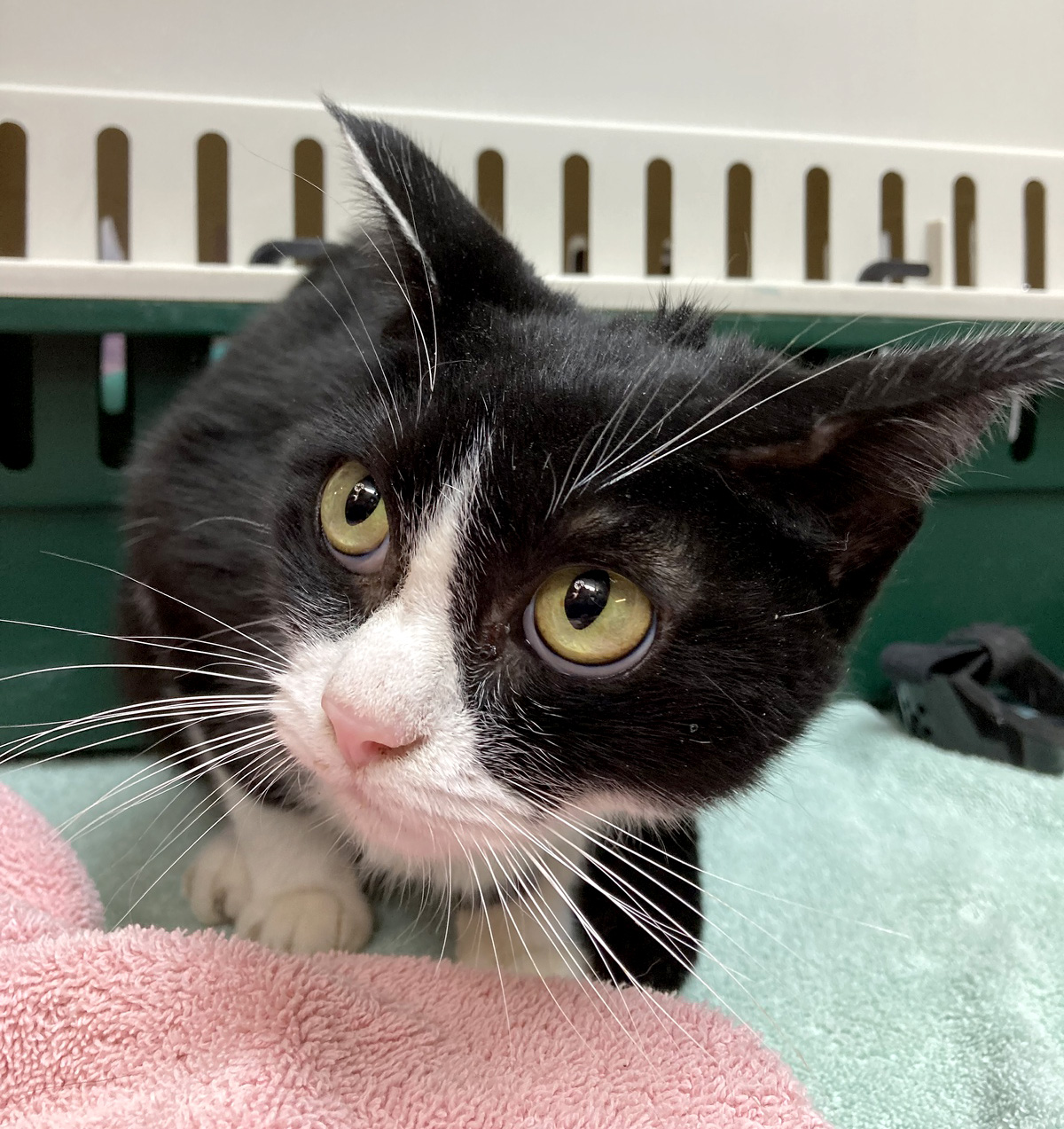 About this Cat: Gremlin – The Feline Connection
