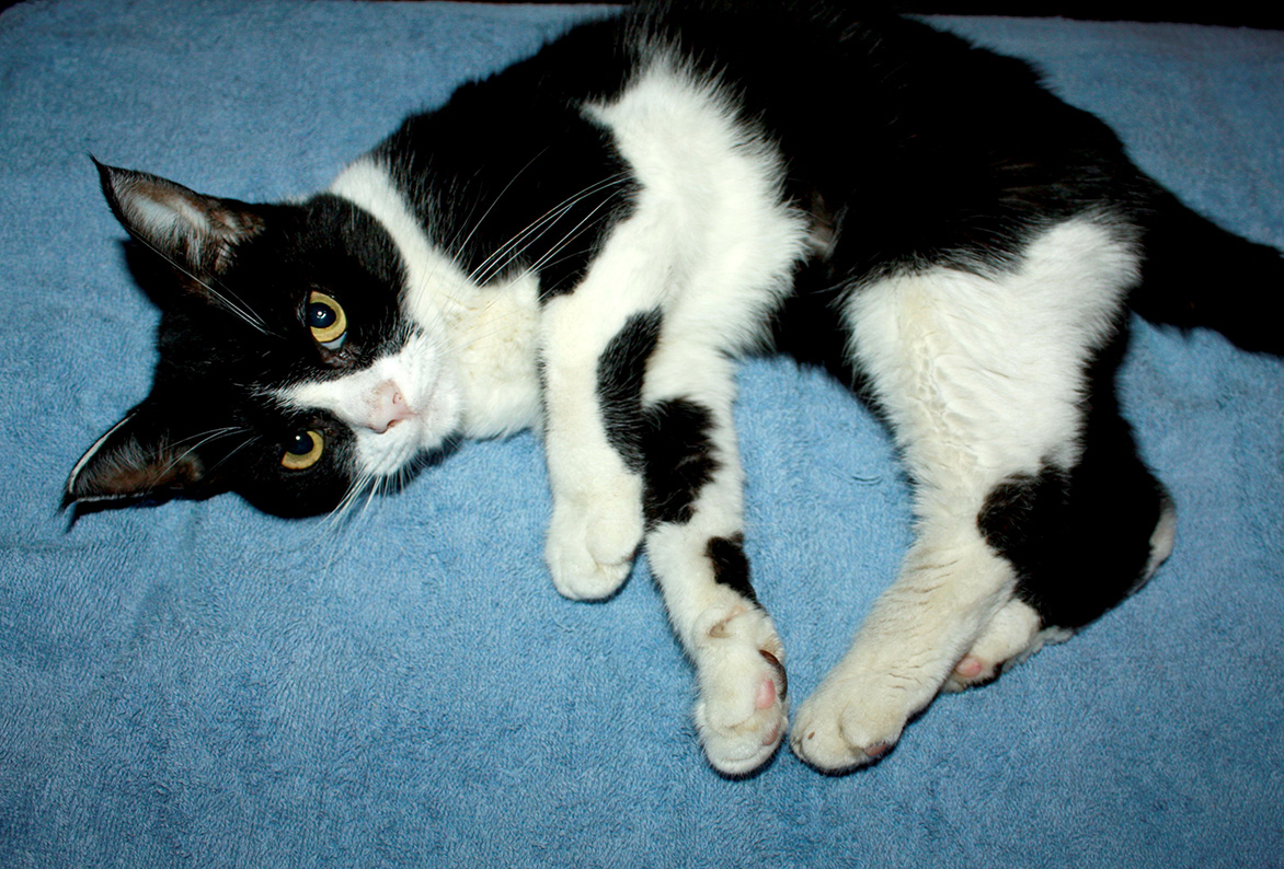 About this Cat: Gremlin – The Feline Connection