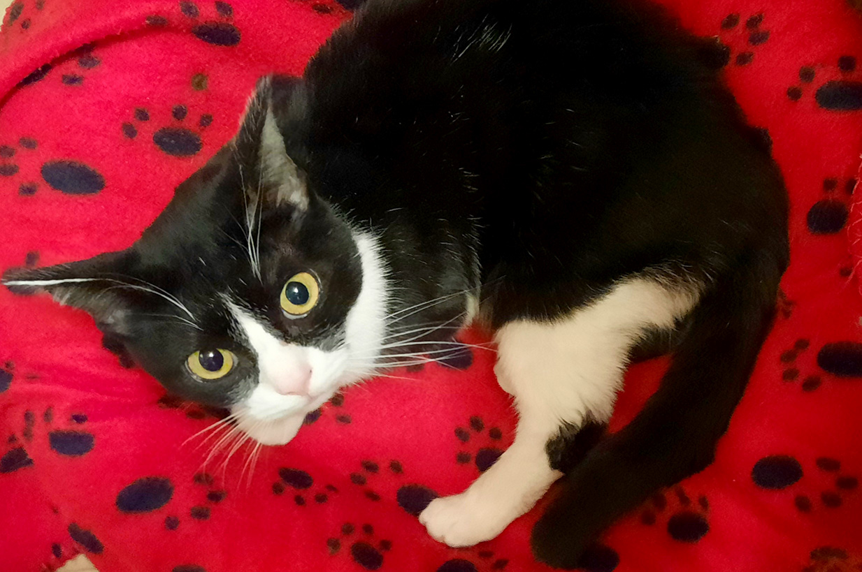 About this Cat: Gremlin – The Feline Connection