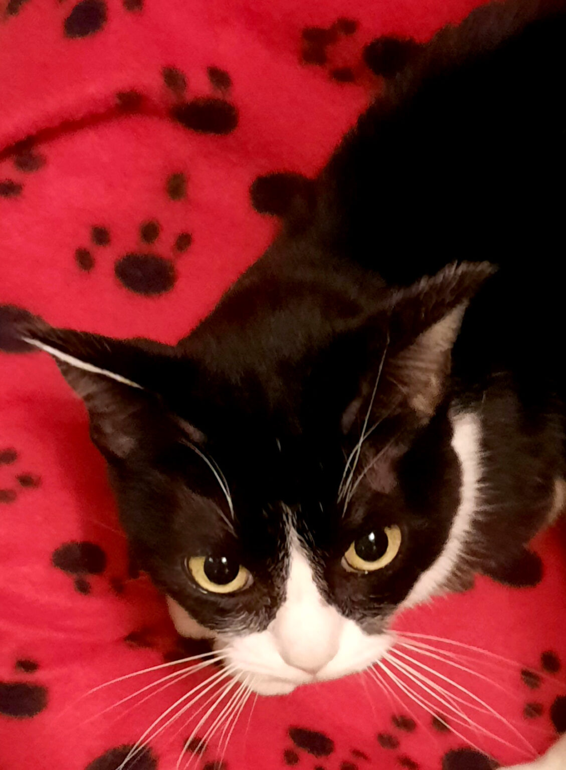 About this Cat: Gremlin – The Feline Connection