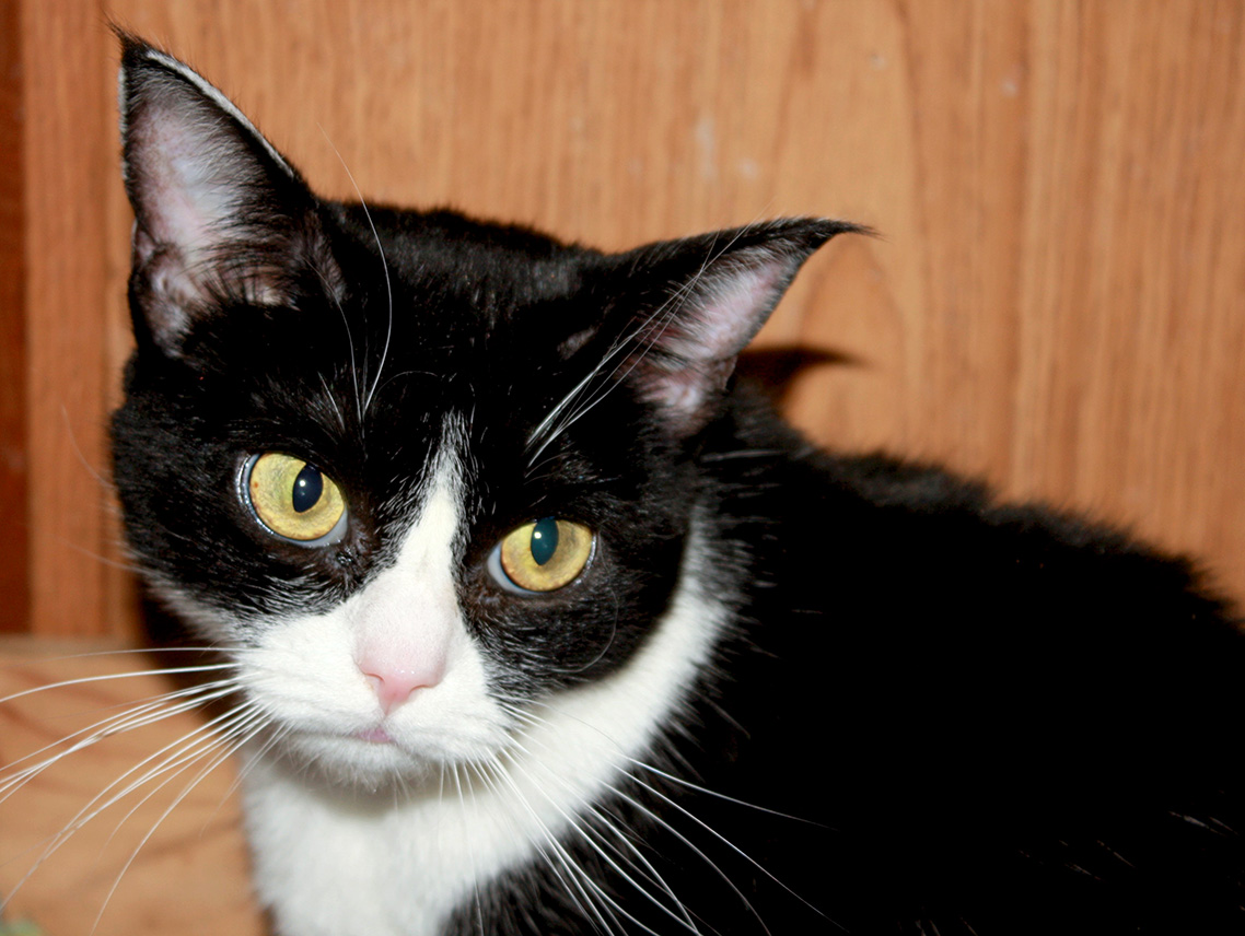 About this Cat: Gremlin – The Feline Connection