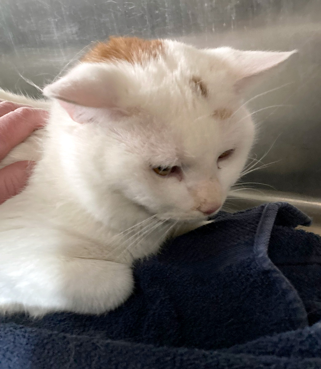 About this Cat: Cloudy with a Chance of Meatballs – PENDING ADOPTION ...