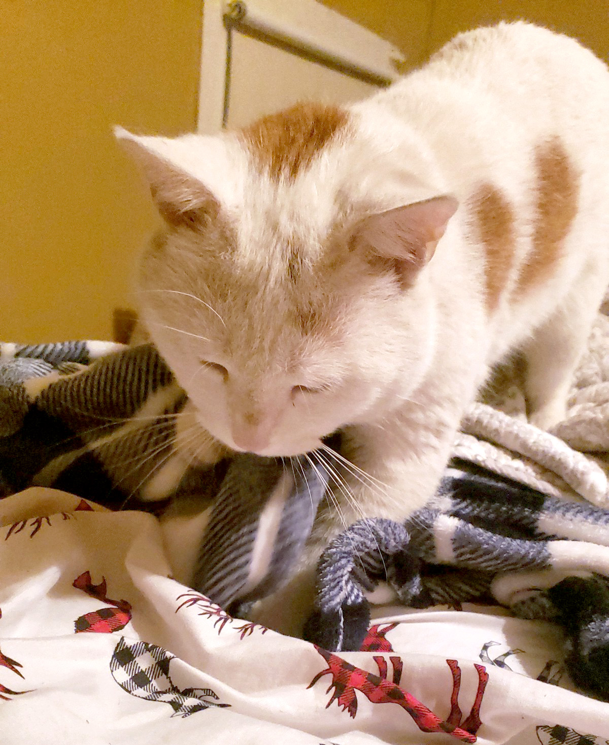 About this Cat: Cloudy with a Chance of Meatballs – PENDING ADOPTION ...