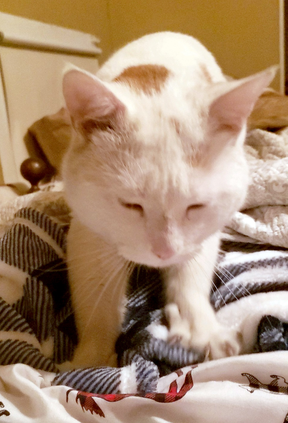 About this Cat: Cloudy with a Chance of Meatballs – PENDING ADOPTION ...