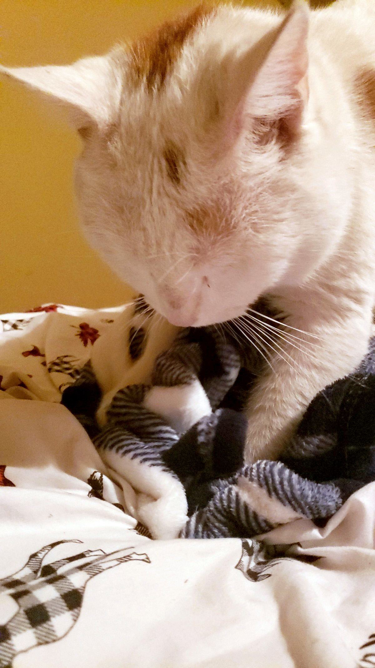 About this Cat: Cloudy with a Chance of Meatballs – PENDING ADOPTION ...