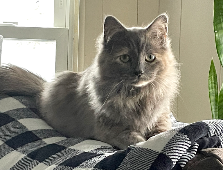 About this Cat: Missy – The Dr. Who Floof Kittens – ADOPTED – The ...