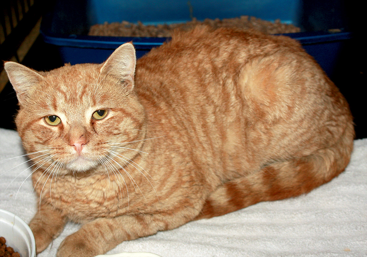 About this Cat: Morris – ADOPTED – The Feline Connection