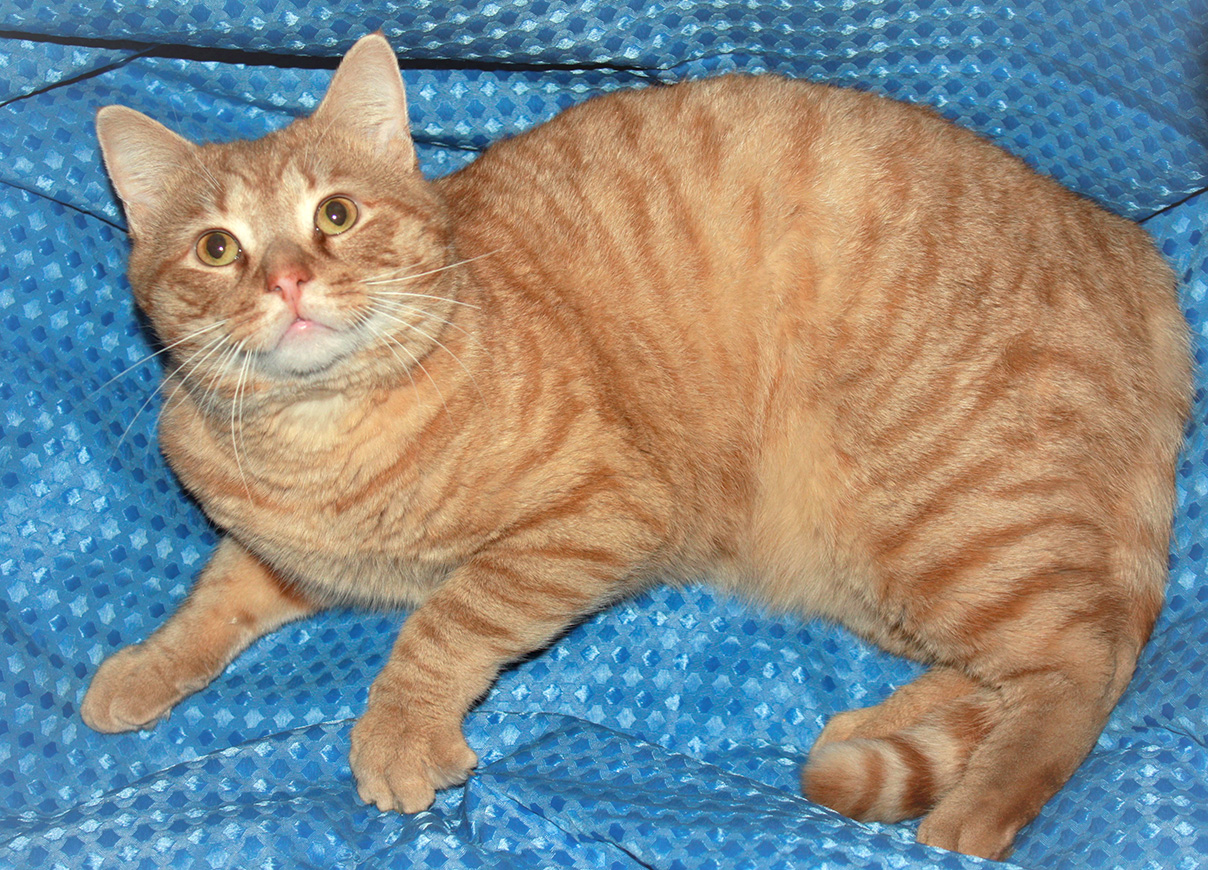 About this Cat: Morris – ADOPTED – The Feline Connection