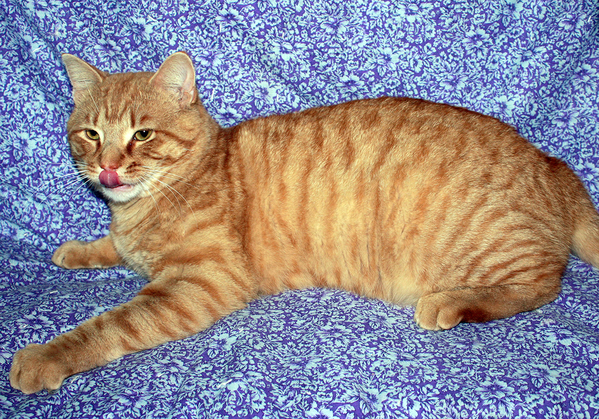 About this Cat: Morris – ADOPTED – The Feline Connection