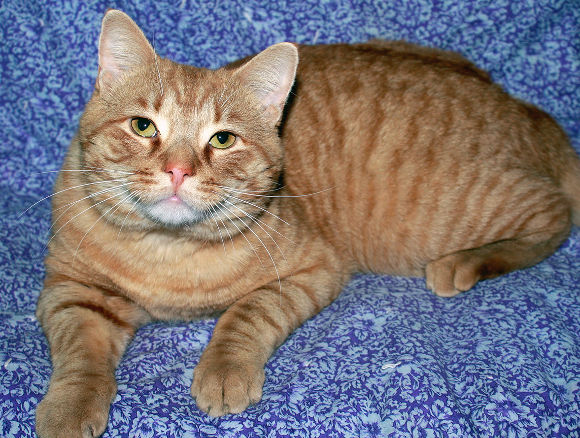 About this Cat: Morris – ADOPTED – The Feline Connection