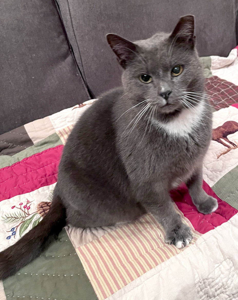 About this Cat: Sunny — ADOPTED – The Feline Connection
