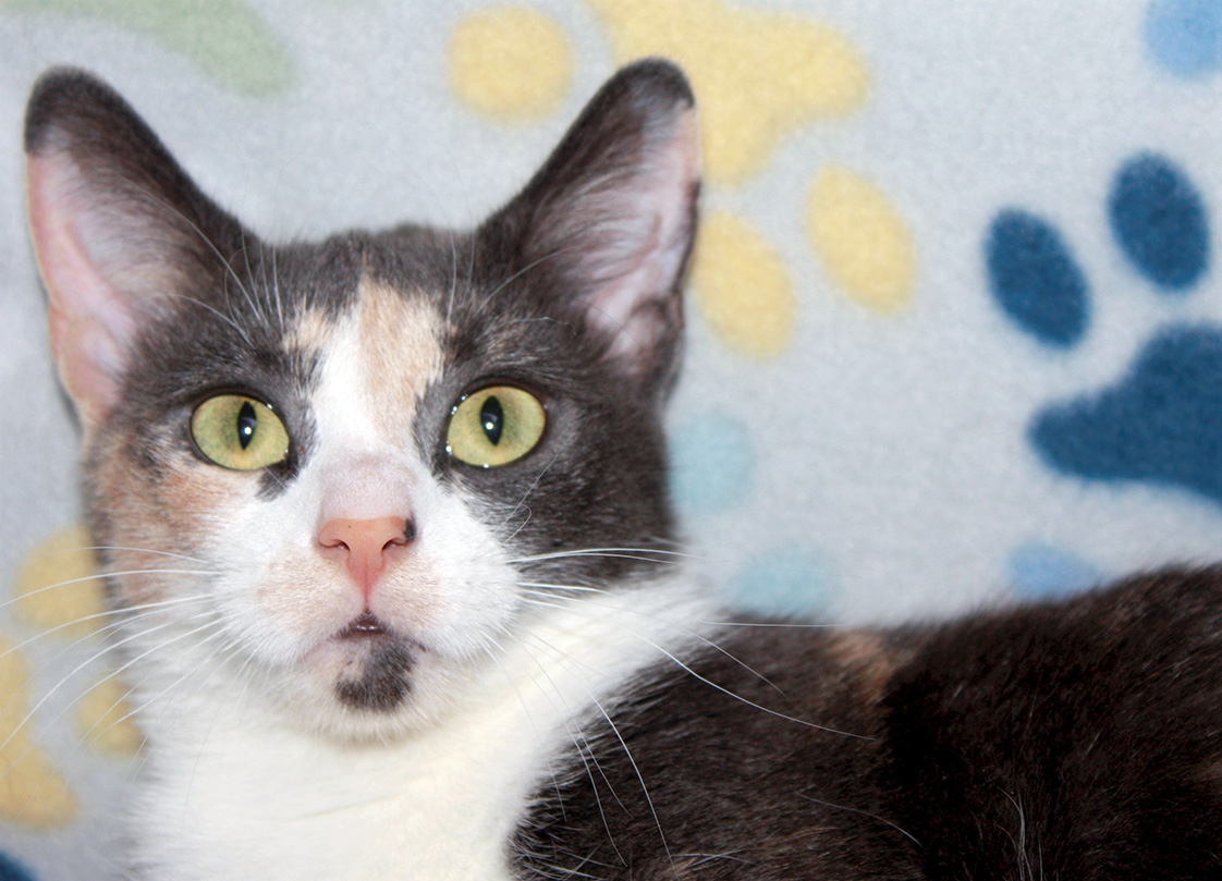 About this Cat: Symphony – a Tech Barn cat – ADOPTED – The Feline ...