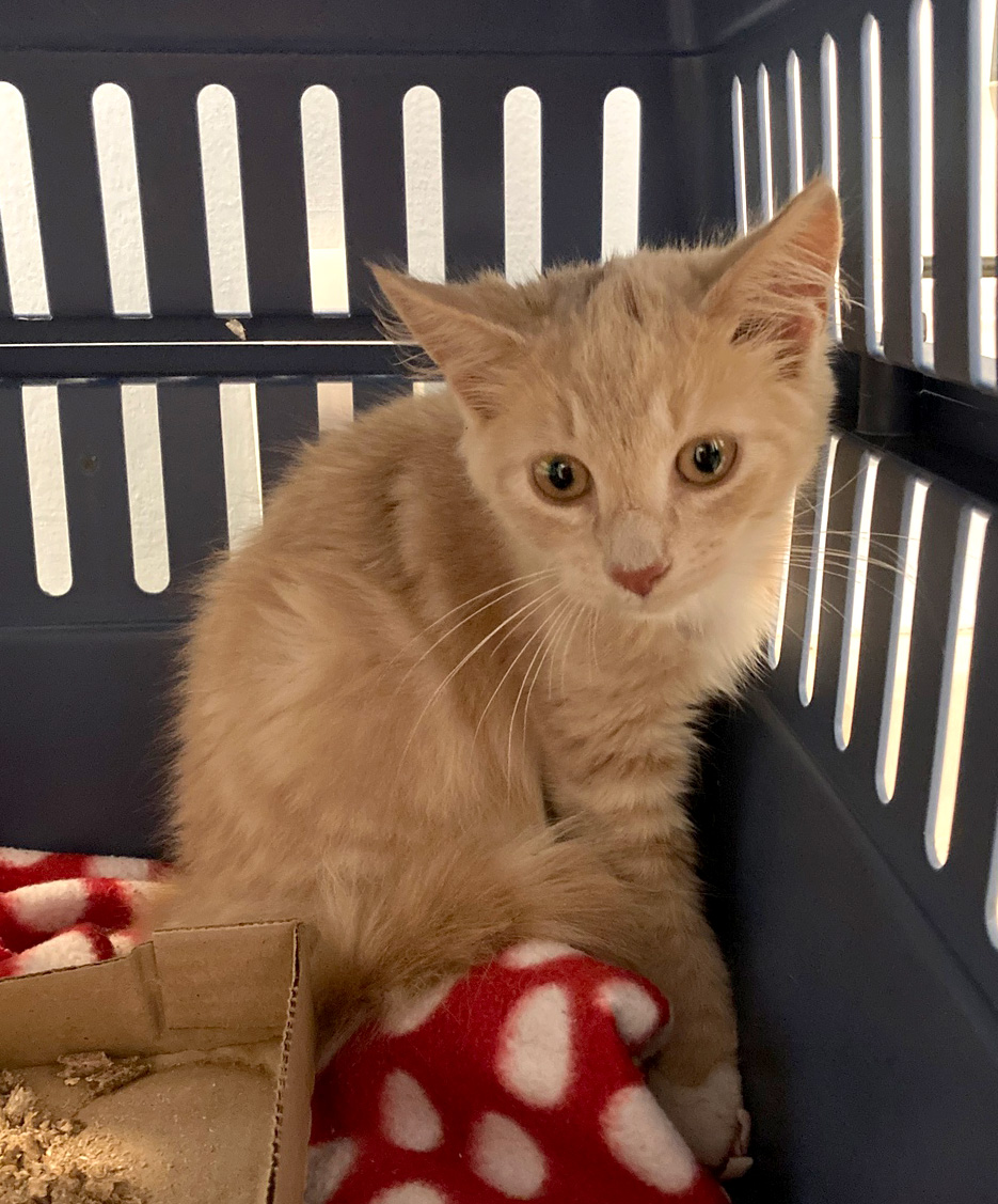 About this Cat: Wilfred – The Dr. Who Floof Kittens — ADOPTED – The ...