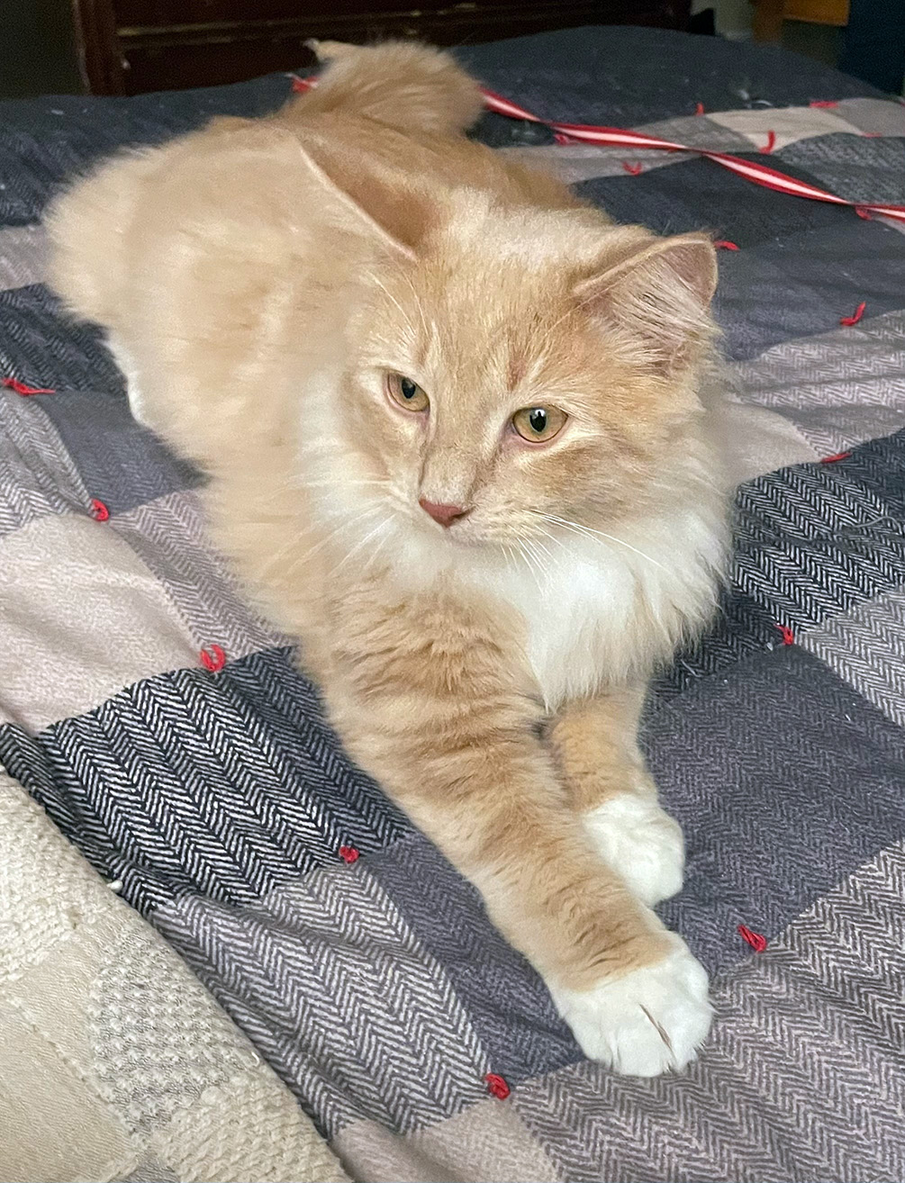 About this Cat: Wilfred – The Dr. Who Floof Kittens — ADOPTED – The ...