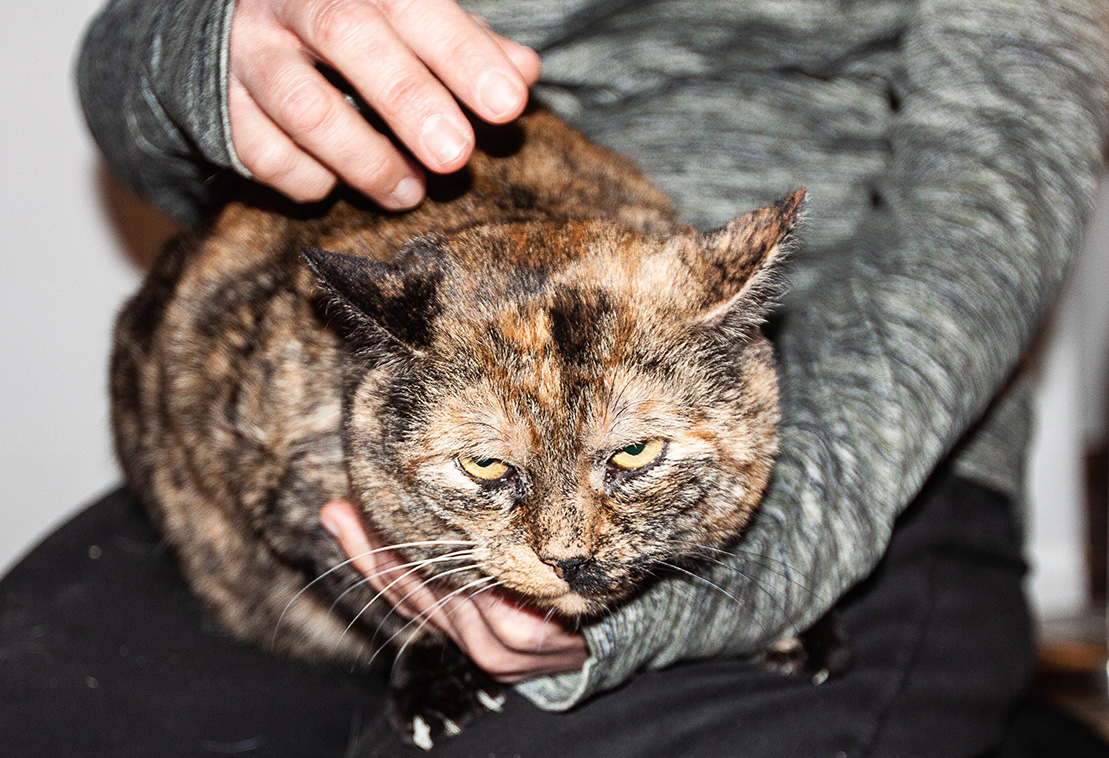 About this Cat: Sienna – The Feline Connection