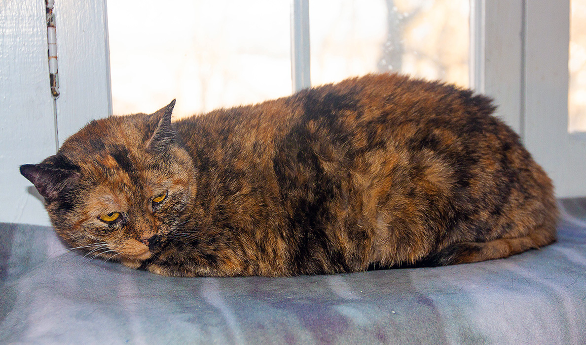 About this Cat: Sienna – The Feline Connection