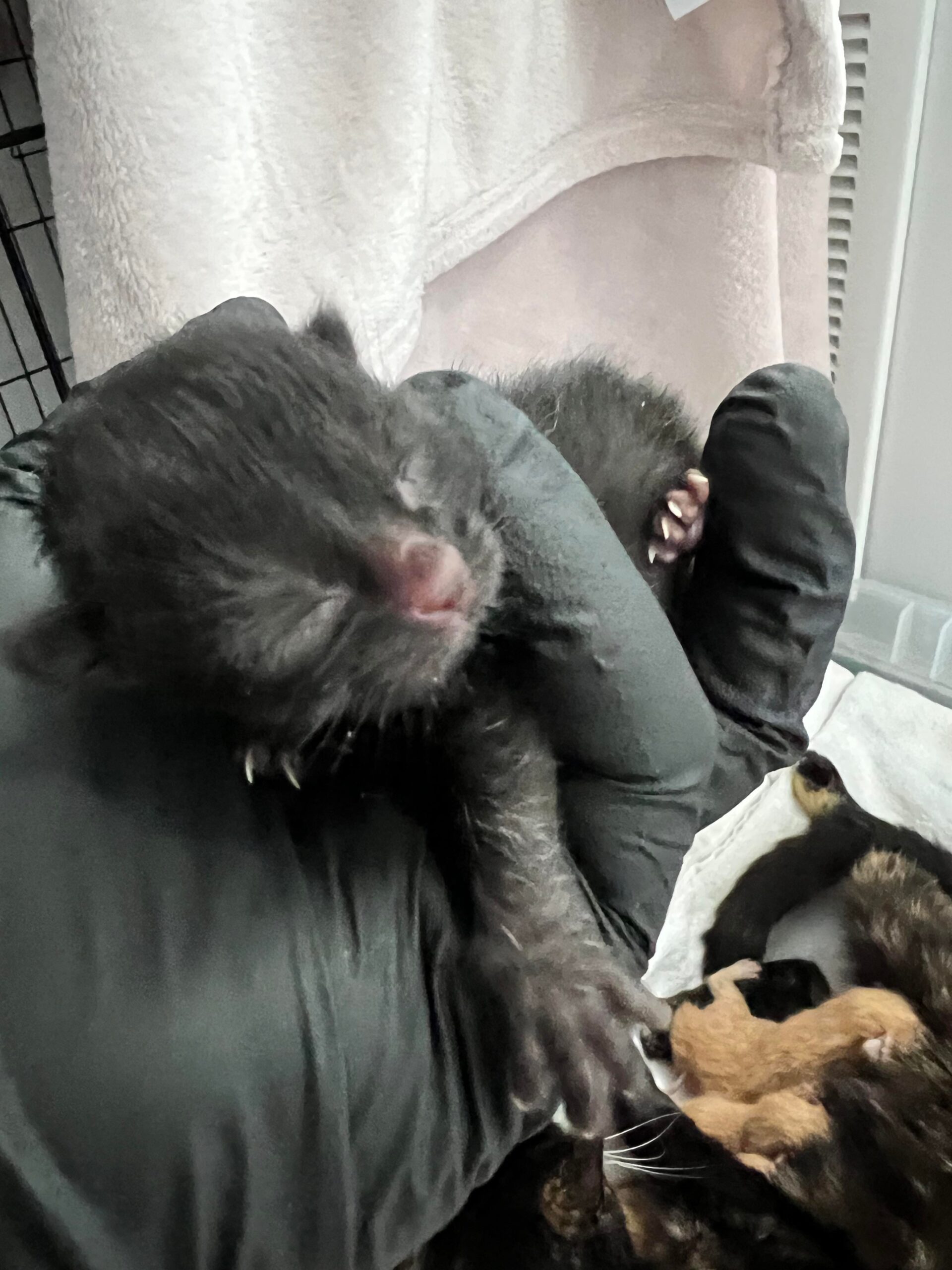 Mom Cat Fuji’s last litter in photos – The Feline Connection