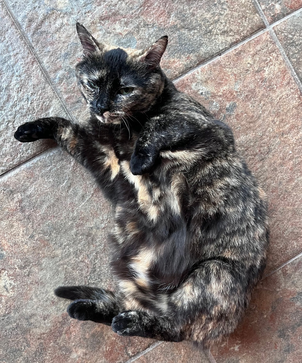 About this Cat: Koi – ADOPTED – The Feline Connection