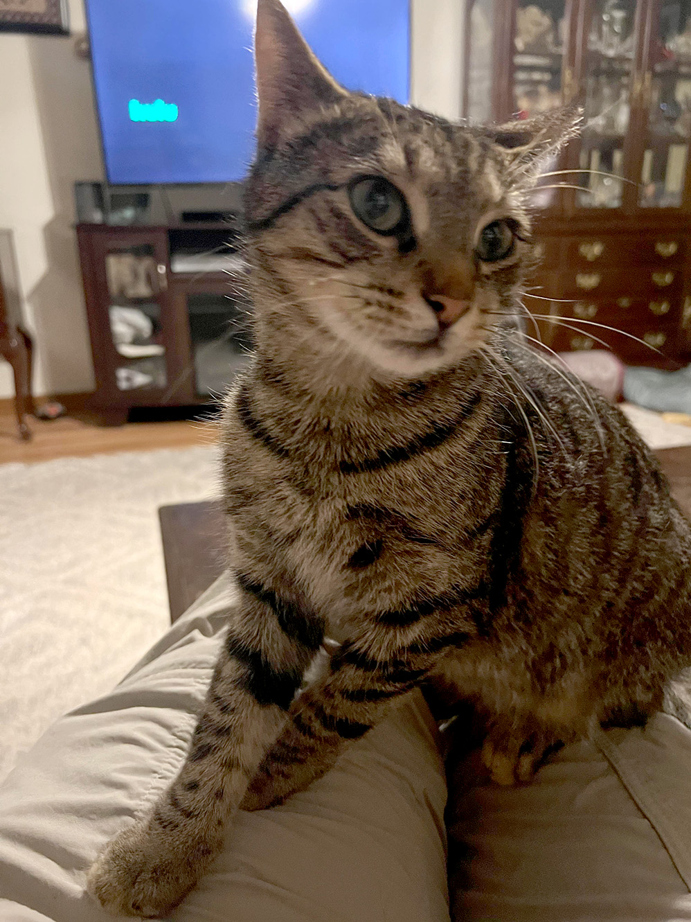 About this Cat: Albite – a Slate cat — ADOPTED – The Feline Connection