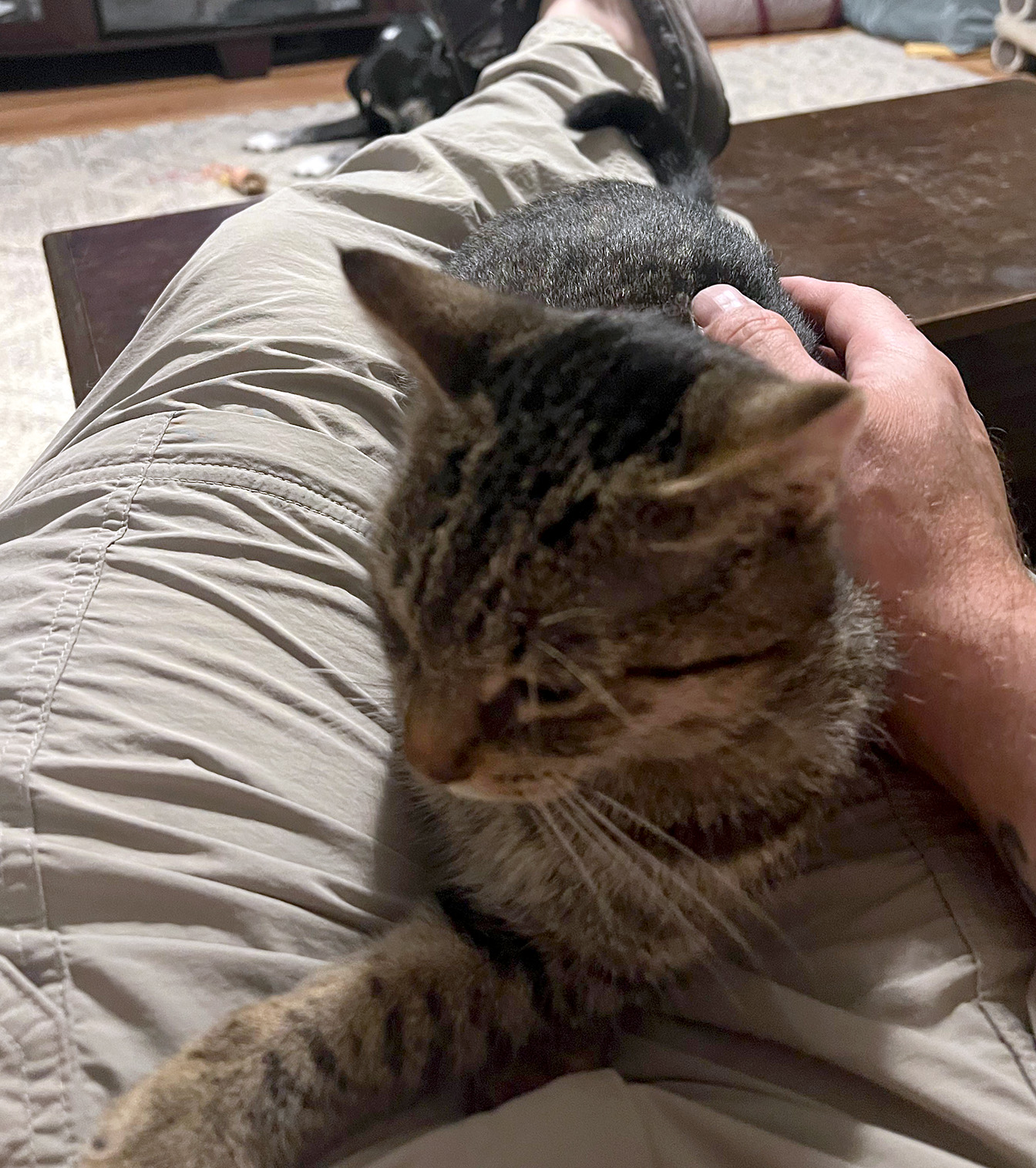About this Cat: Albite – a Slate cat — ADOPTED – The Feline Connection